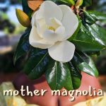 Dusky Waters Presents “Mother Magnolia” - Skope Entertainment Inc